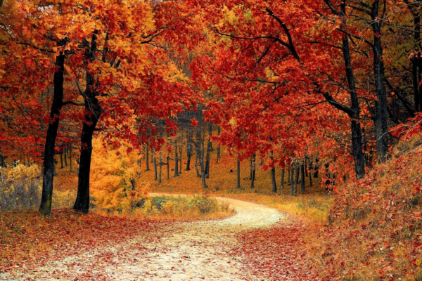 Why Do The British Say “Autumn” Instead of “Fall”? – Uptick Distro Why Do The British Say “Autumn” Instead of “Fall”? – Uptick Distro